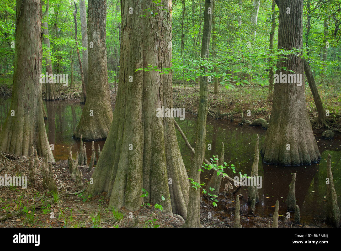 old-growth floodplain forest, Congaree National Park, South Carolina ...