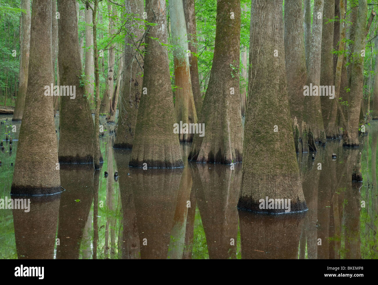 old-growth floodplain forest, Congaree National Park, South Carolina ...