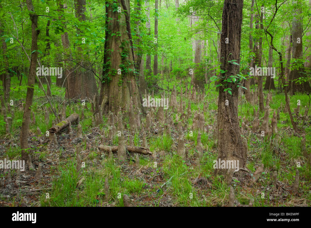 old-growth bottomland forest, Congaree National Park, South Carolina ...
