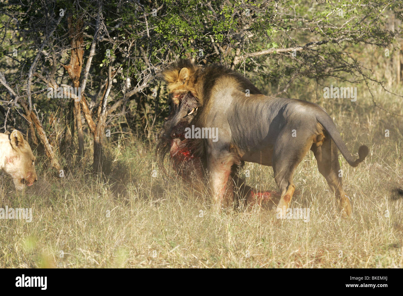 Lions kill hi-res stock photography and images - Alamy