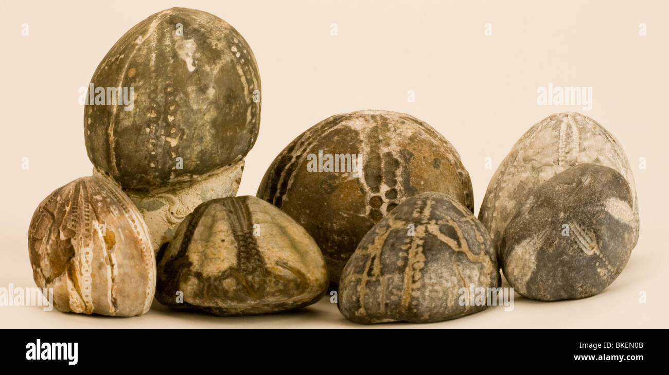 Echinoids hi-res stock photography and images - Alamy