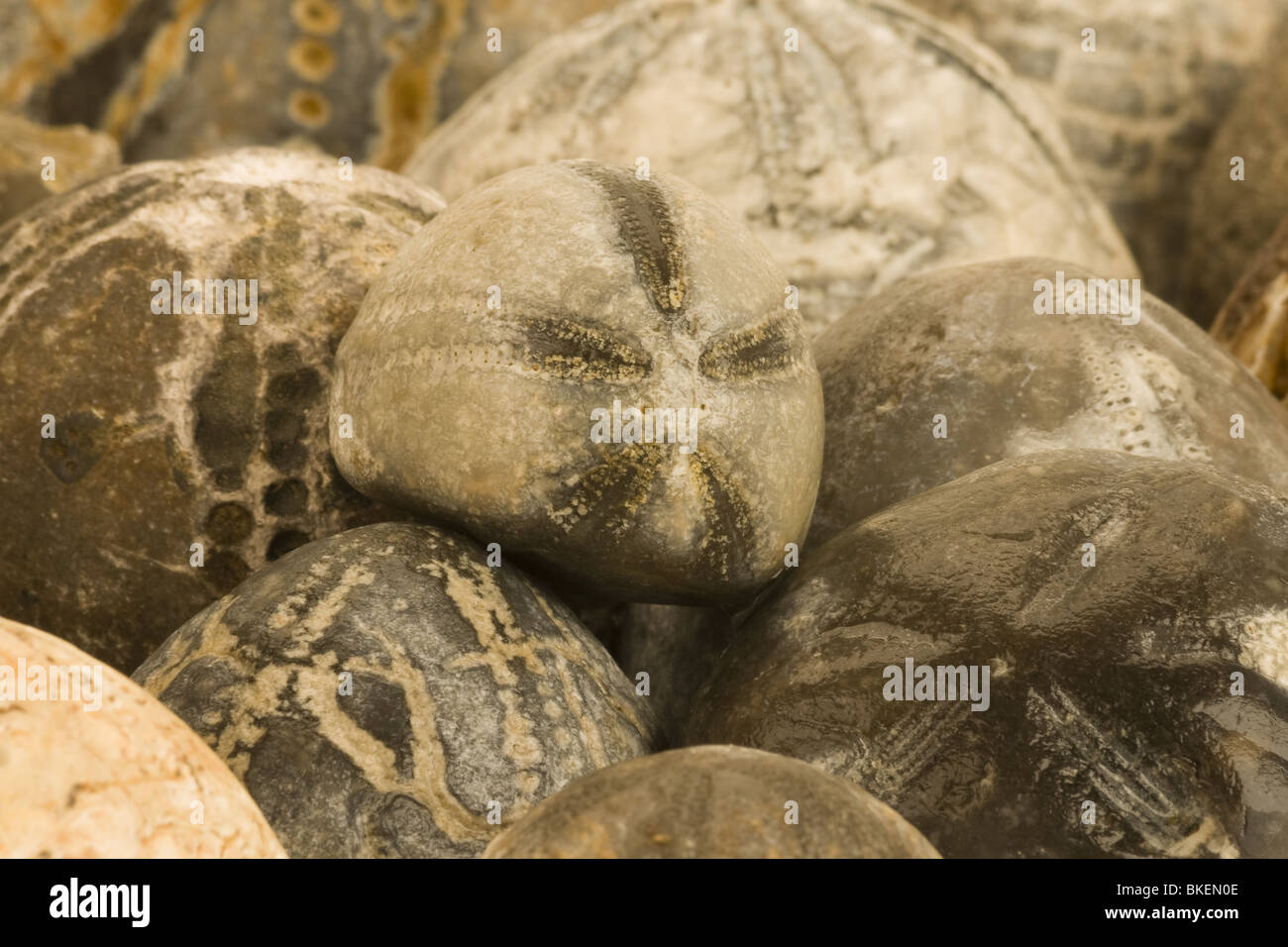 Echinoids hi-res stock photography and images - Alamy