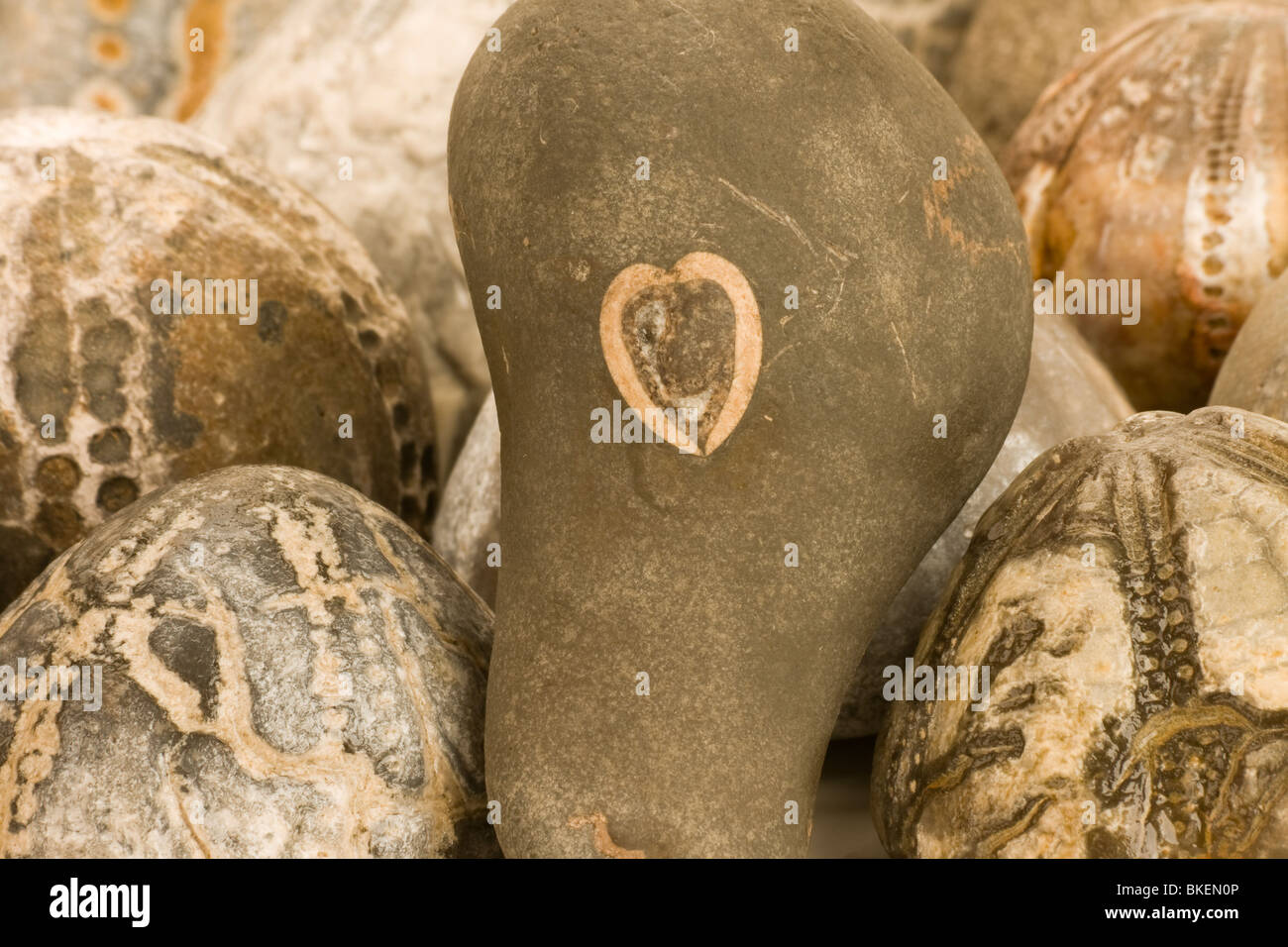 Echinoids hi-res stock photography and images - Alamy