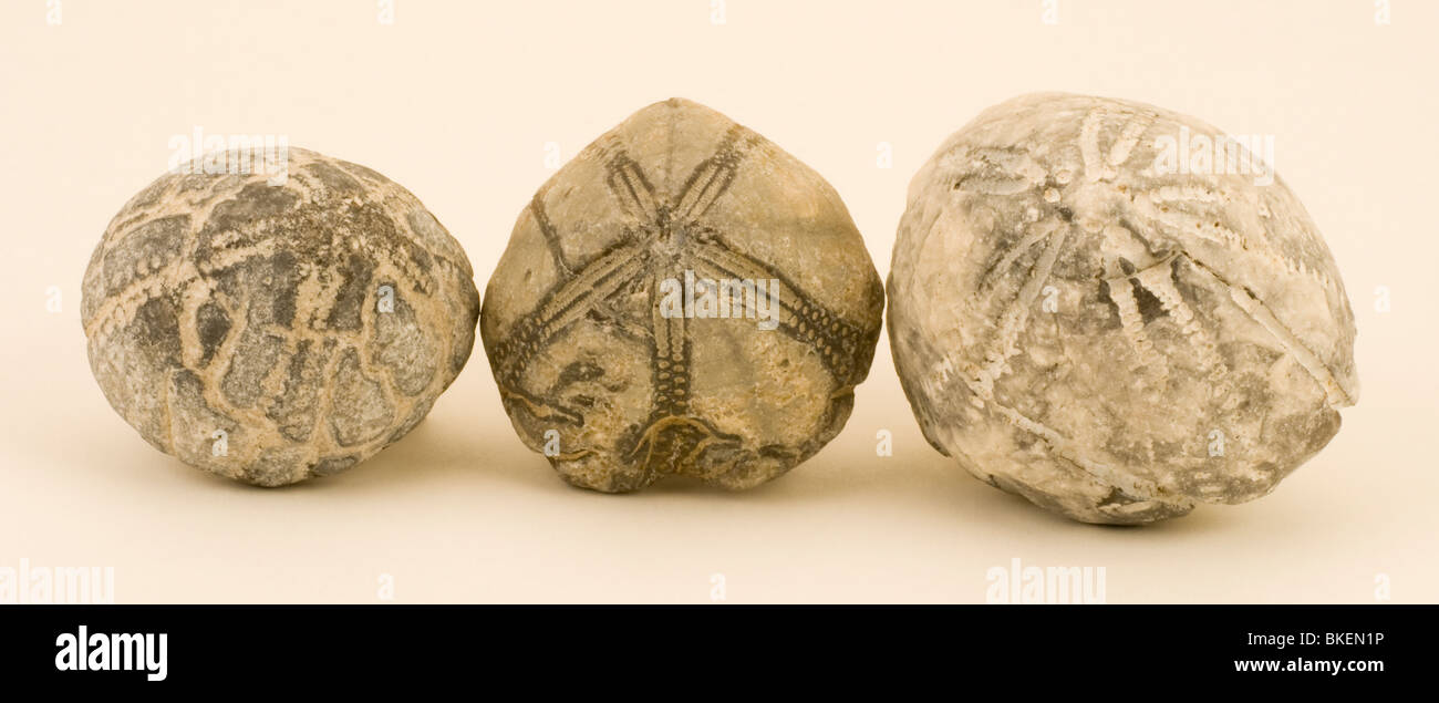Echinoids hi-res stock photography and images - Alamy
