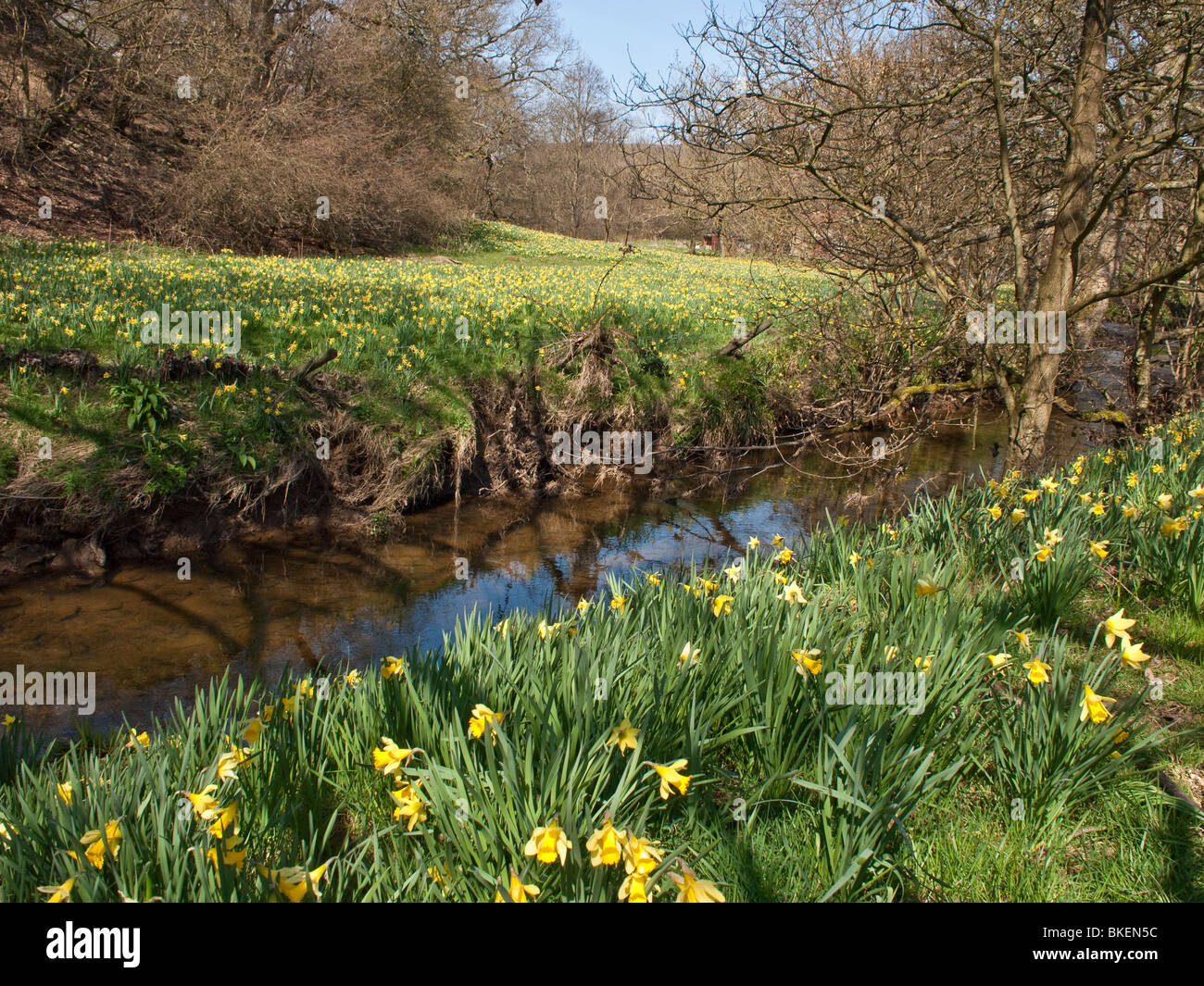 Wild daffodils hi-res stock photography and images - Alamy