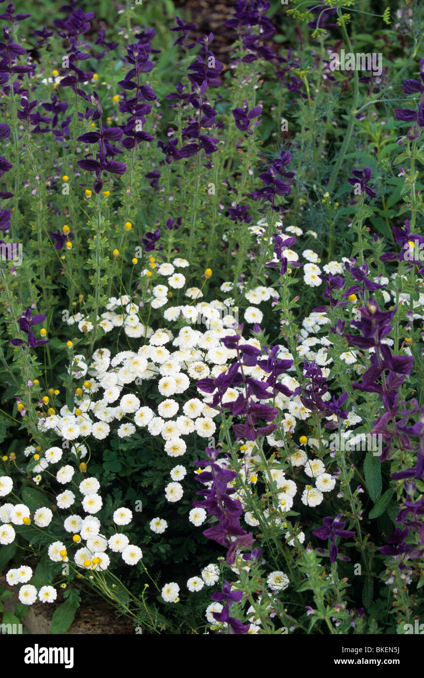 "WHITE WONDER" FEVERFEW AND CLARY SAGE IN MINNESOTA KITCHEN/HERB GARDEN ...
