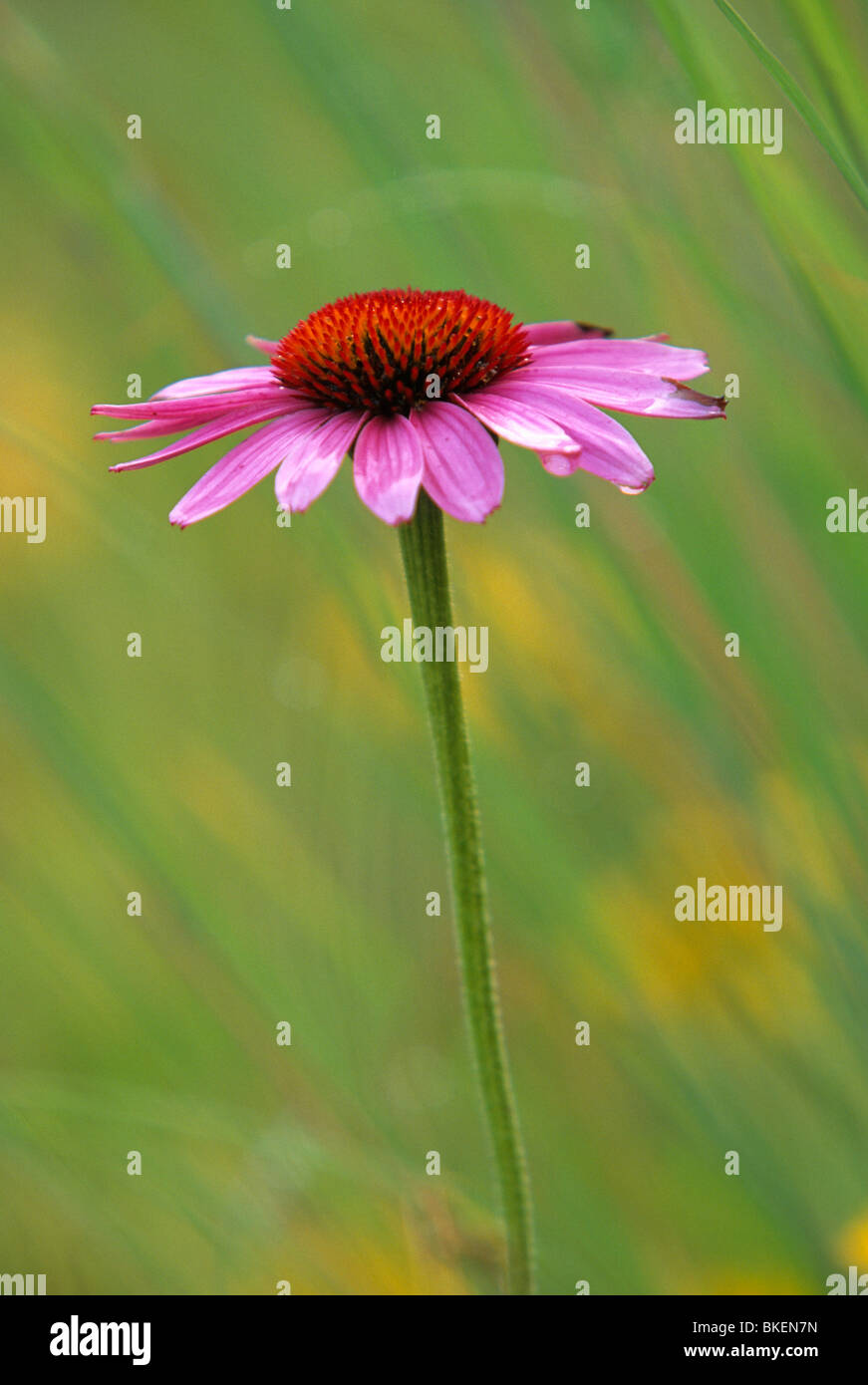 SINGLE PURPLE CONEFLOWER (ECHINACEA PURPUREA) IN MINNESOTA BUTTERFLY ...