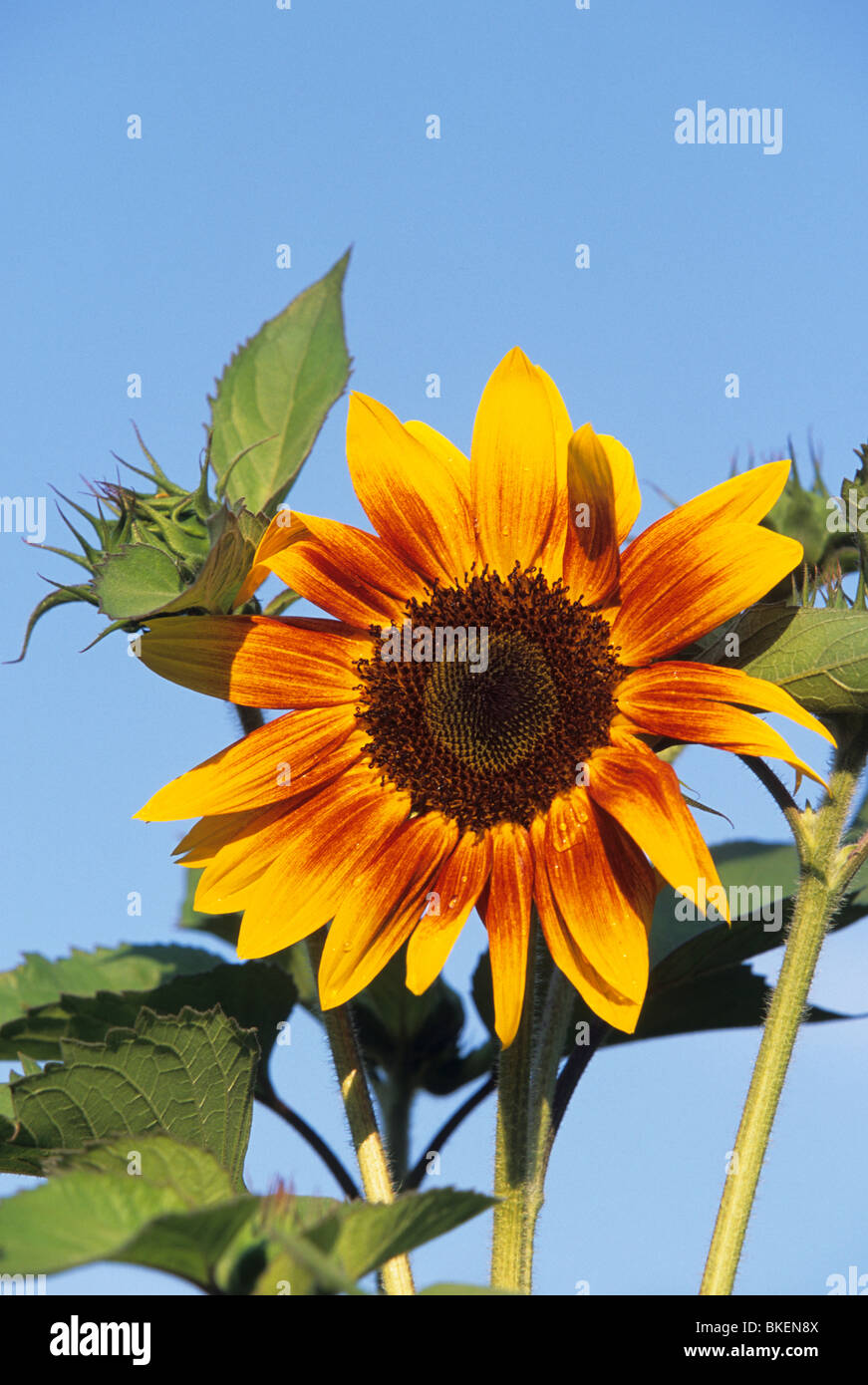 BRILLIANT COLORS OF SUNFLOWER, "THE JOKER", IN MINNESOTA GARDEN. MID ...