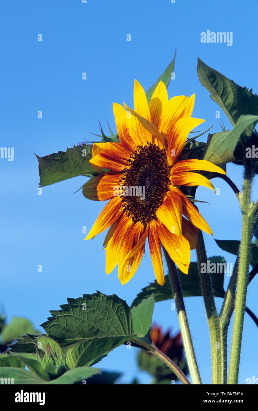 The Joker Sunflower
