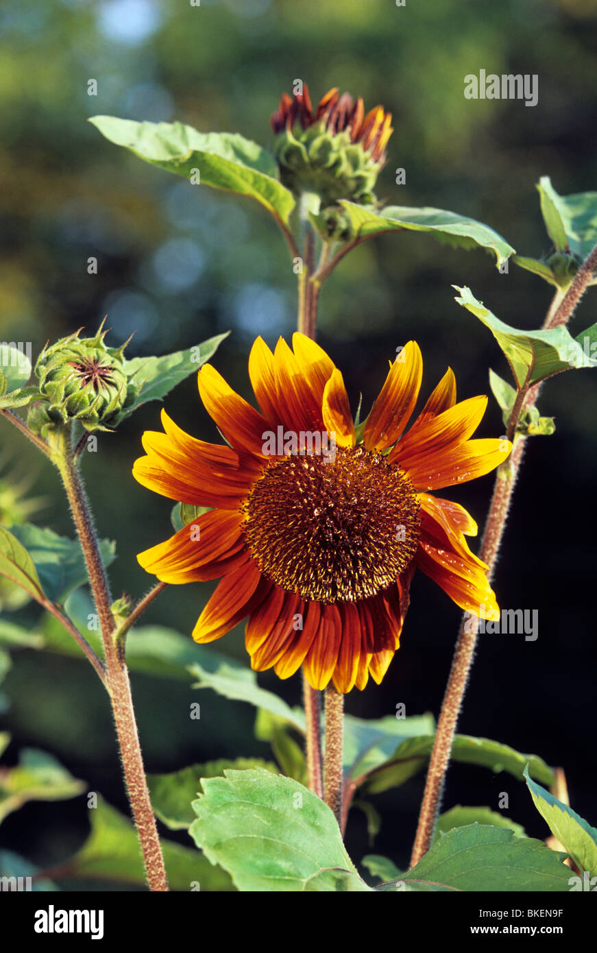 Helianthus annuus the joker hi-res stock photography and images - Alamy