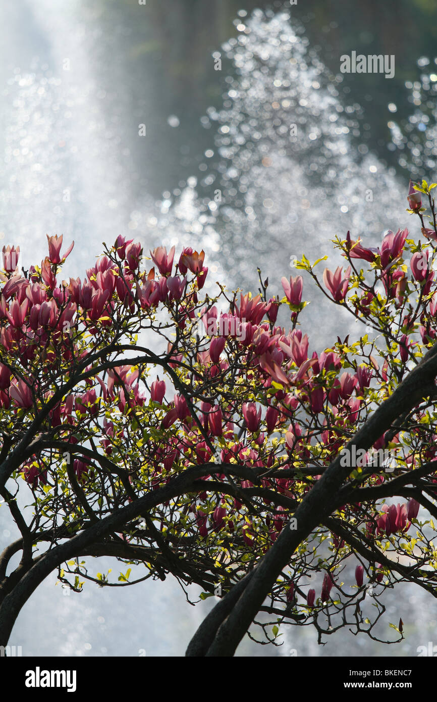 Magnolia grandiflora tree & pink flowers. Background water jet drops ...