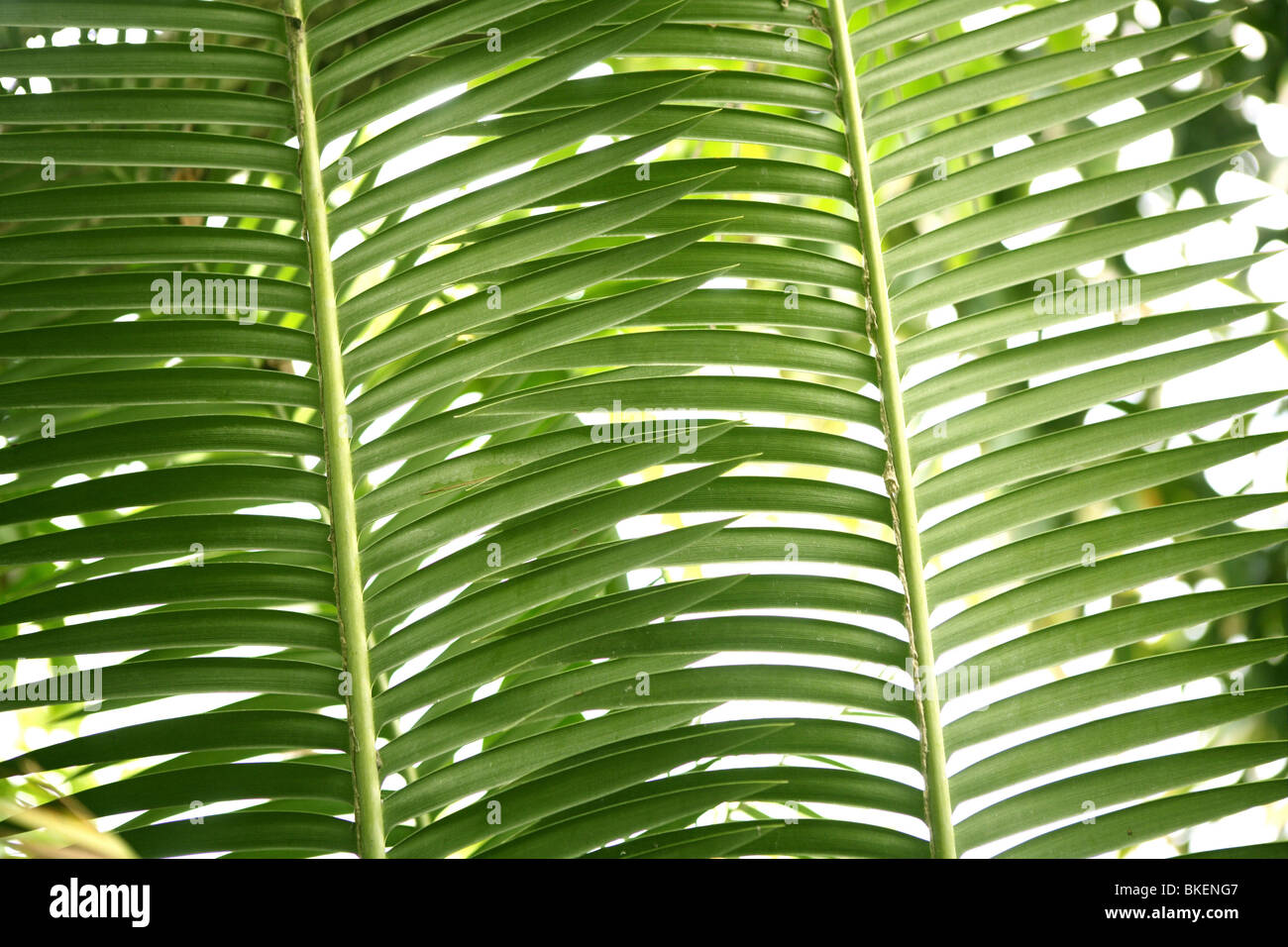 Green palm tree leaves background texture pattern Stock Photo - Alamy