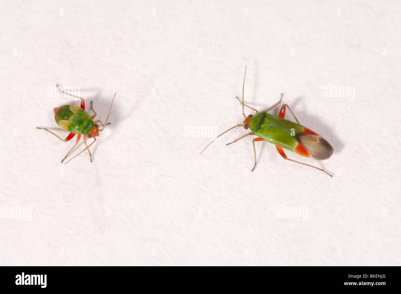 Mirid bug and a nymph, showing the similarities between adult bugs and ...