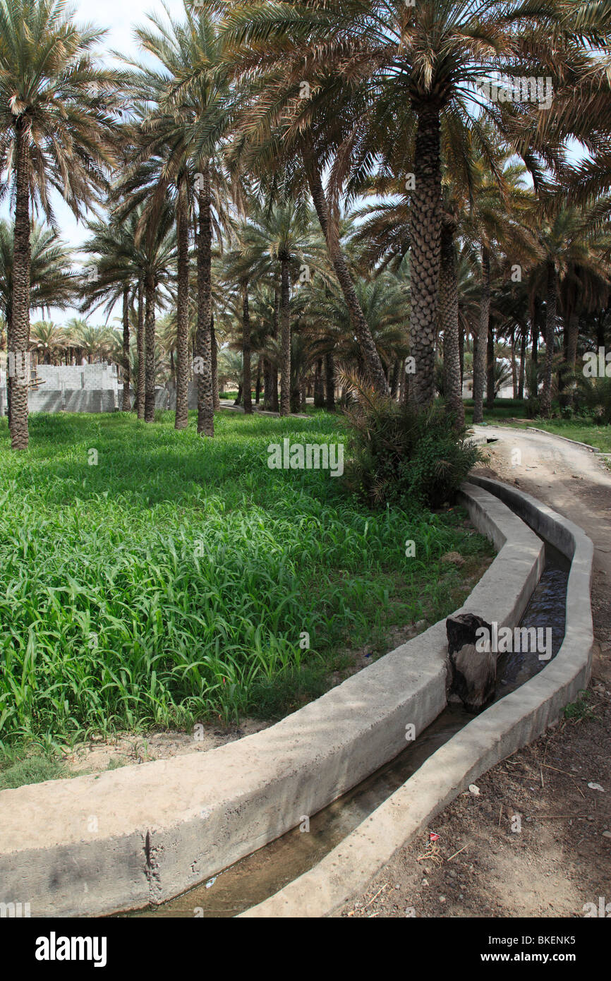 Traditional Omani Falaj water irrigation system and date palms in Wadi ...