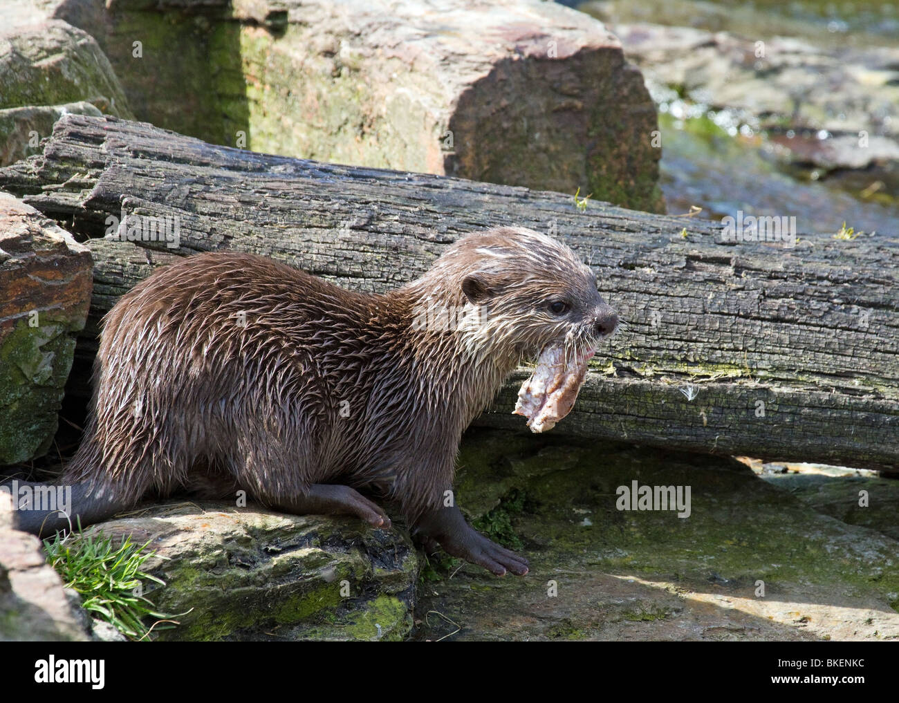 Asian Otter Carrying its Feed to its Resting Place Stock Photo - Alamy