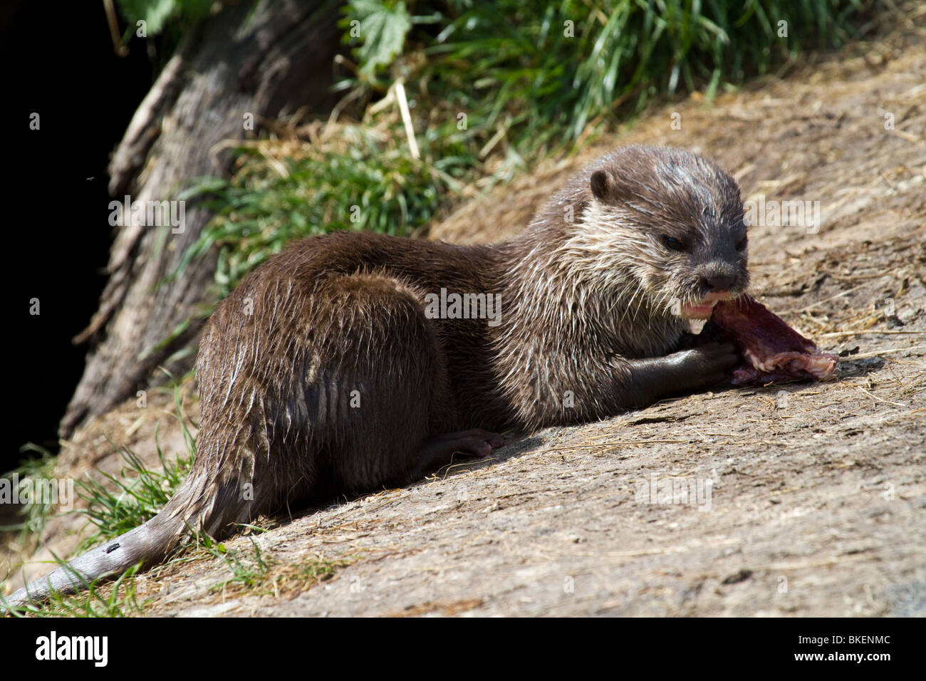 Asian Otter High Resolution Stock Photography and Images - Alamy