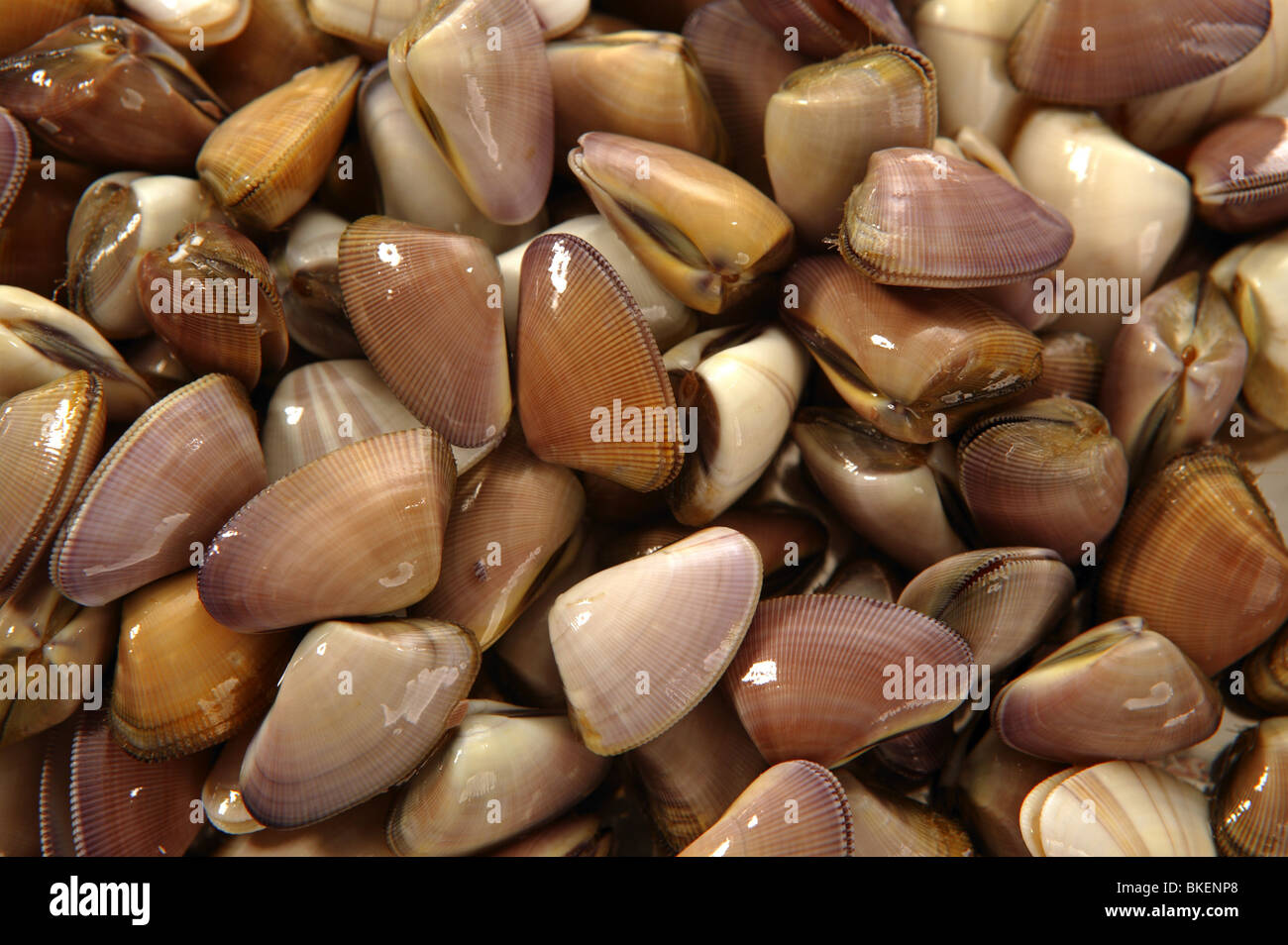 Clams pattern seafood texture background in brown color Stock Photo - Alamy