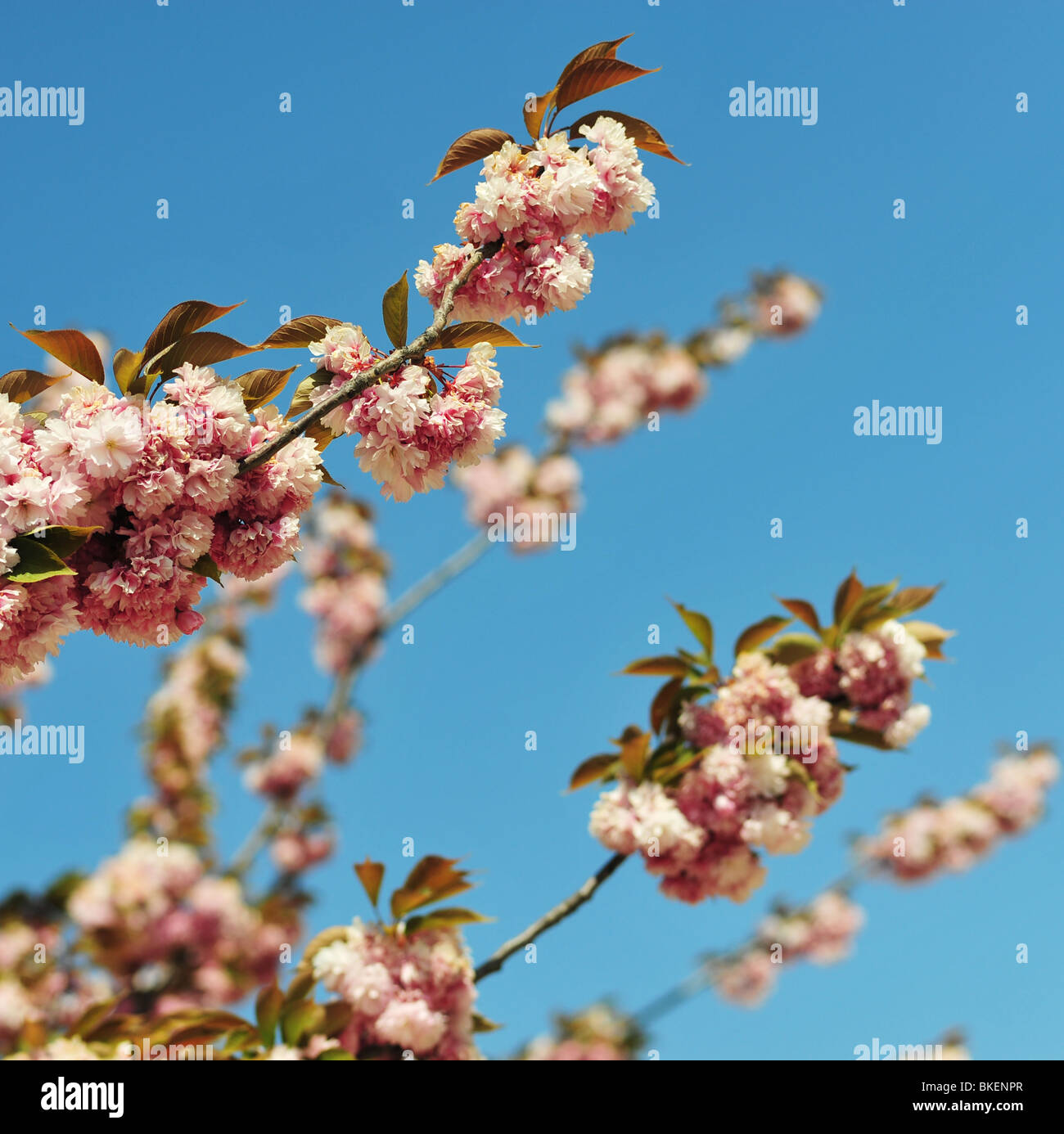 Paris France blossom tree blossoms spring Stock Photo - Alamy