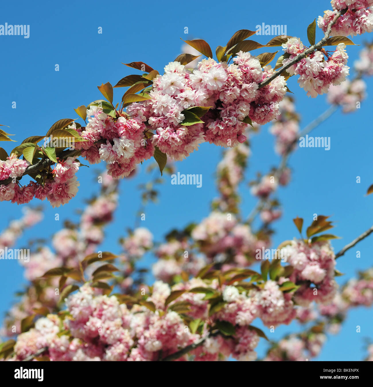 Paris France blossom tree blossoms spring Stock Photo - Alamy