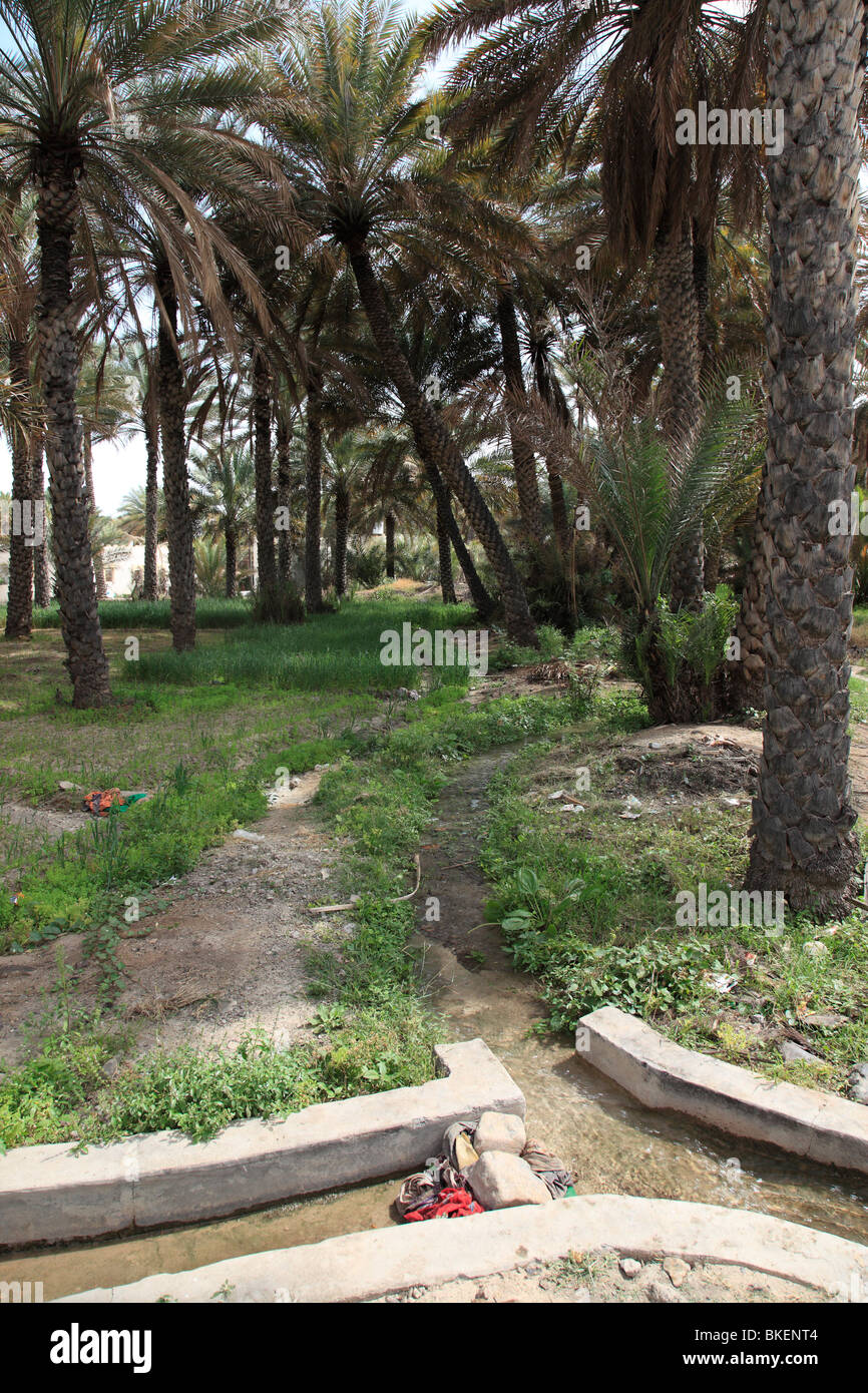 Traditional Omani Falaj water irrigation system and date palms in Wadi ...