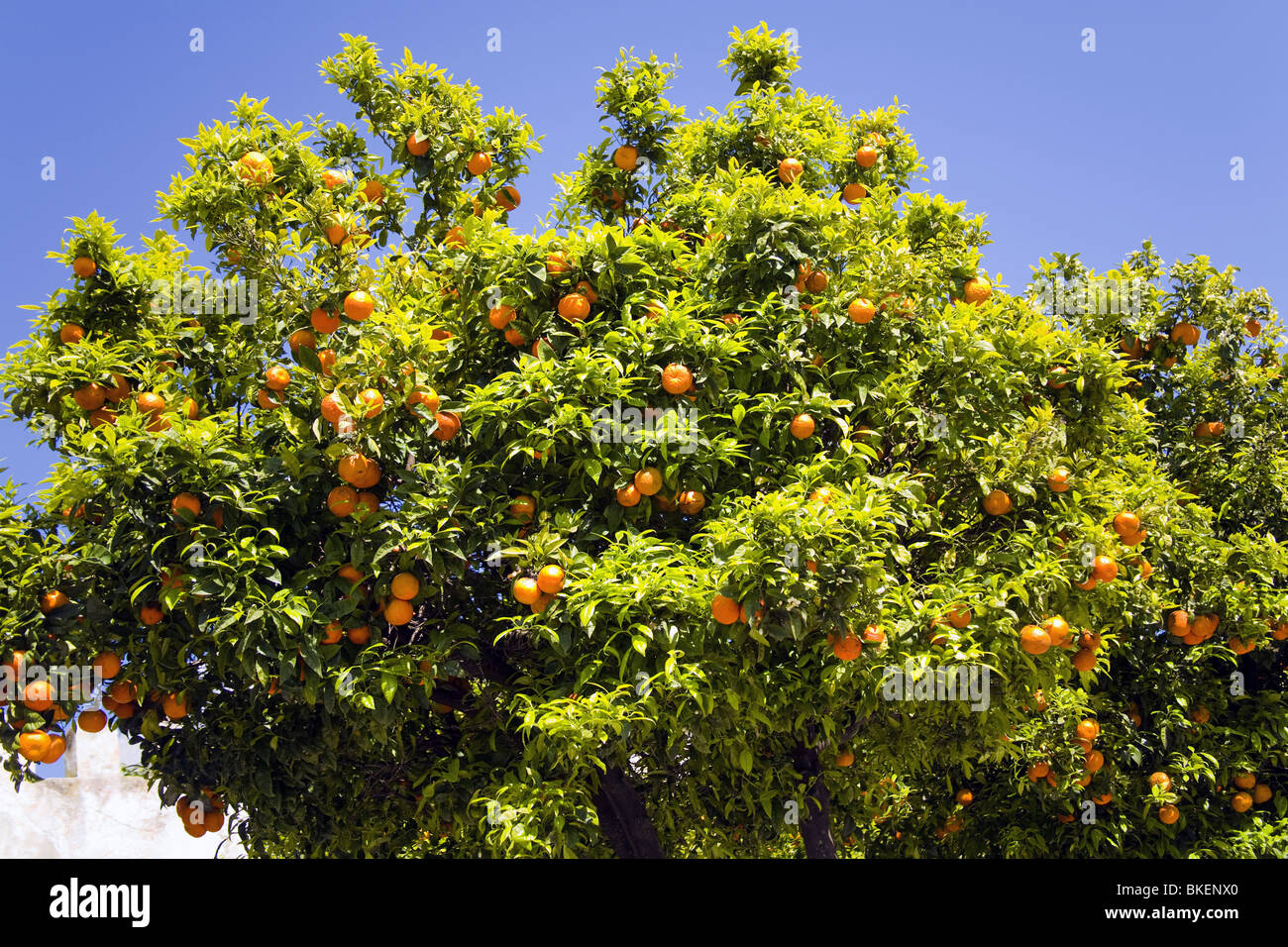 Ornamental orange tree decorating the streets of Medina Sidonia in ...