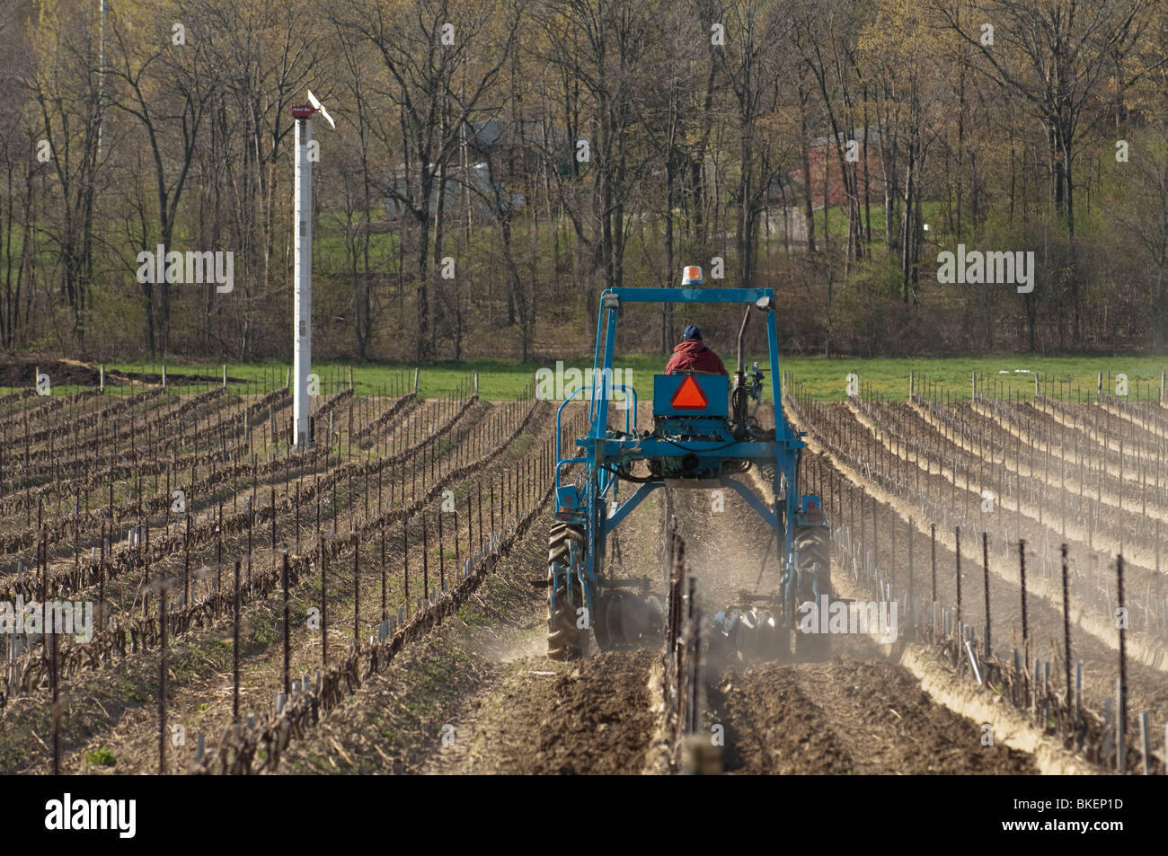 Farmer cultivates soil around grape hi-res stock photography and images ...