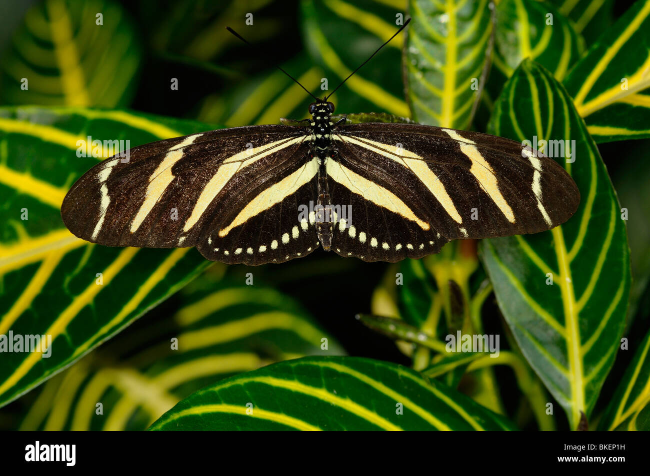 Zebra Heliconian Longwing butterfly camouflaged on a Sanchezia Nobilis ...