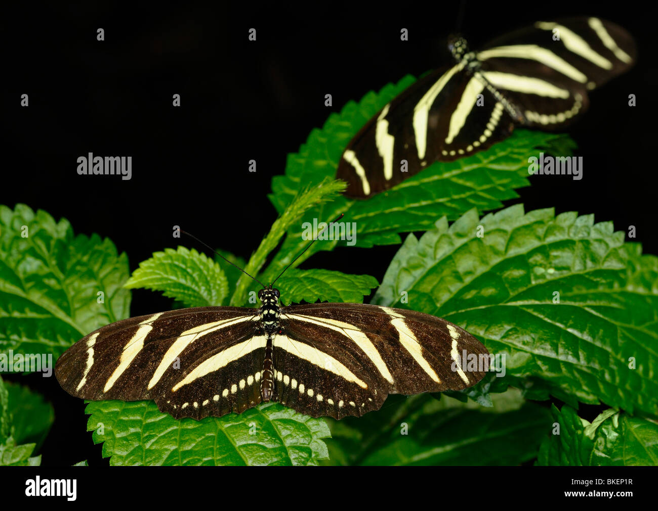 Zebra Longwing butterfly on a Purple Porterweed tropical plant Stock ...