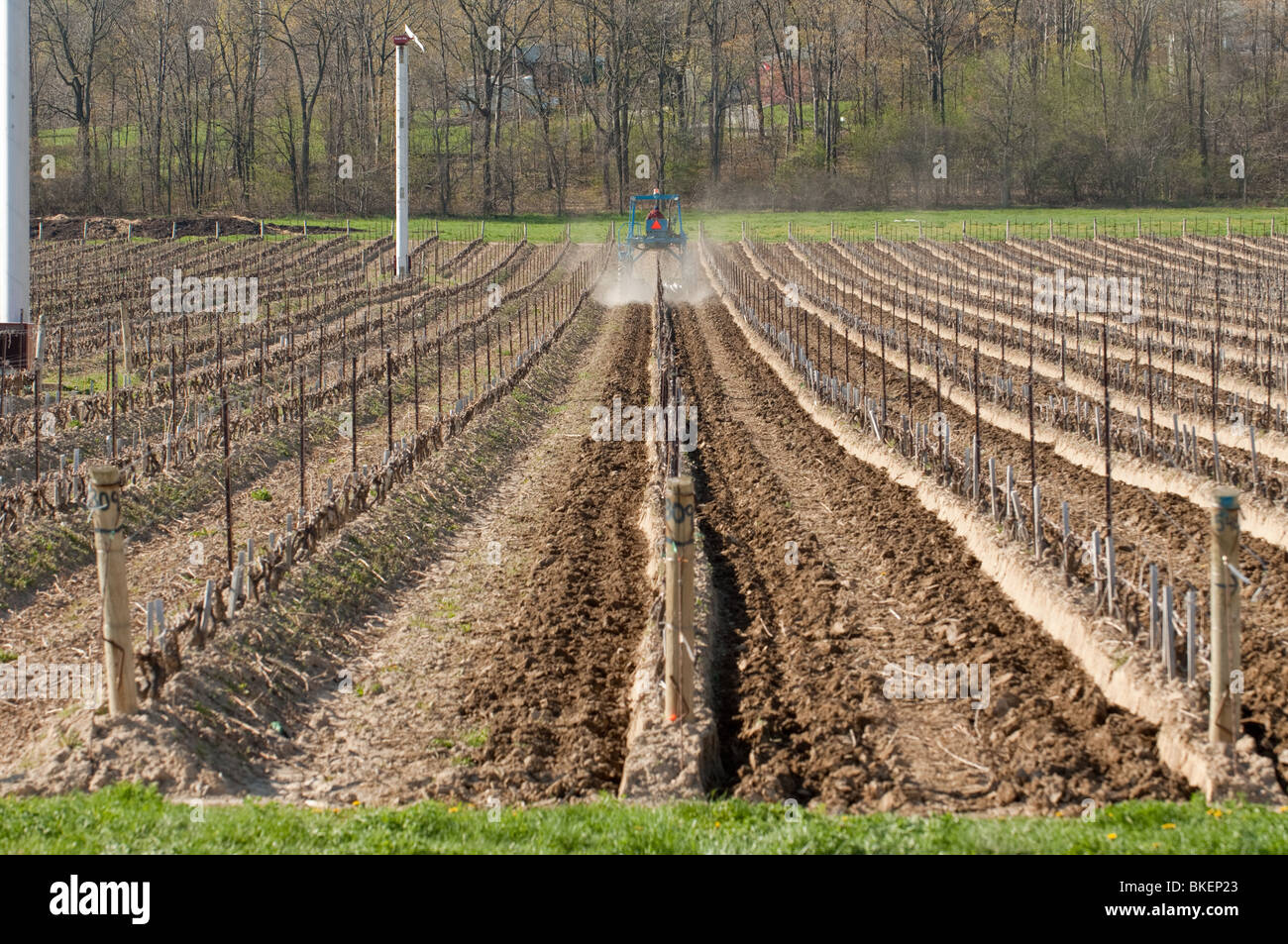 Farmer cultivates soil around grape hi-res stock photography and images ...