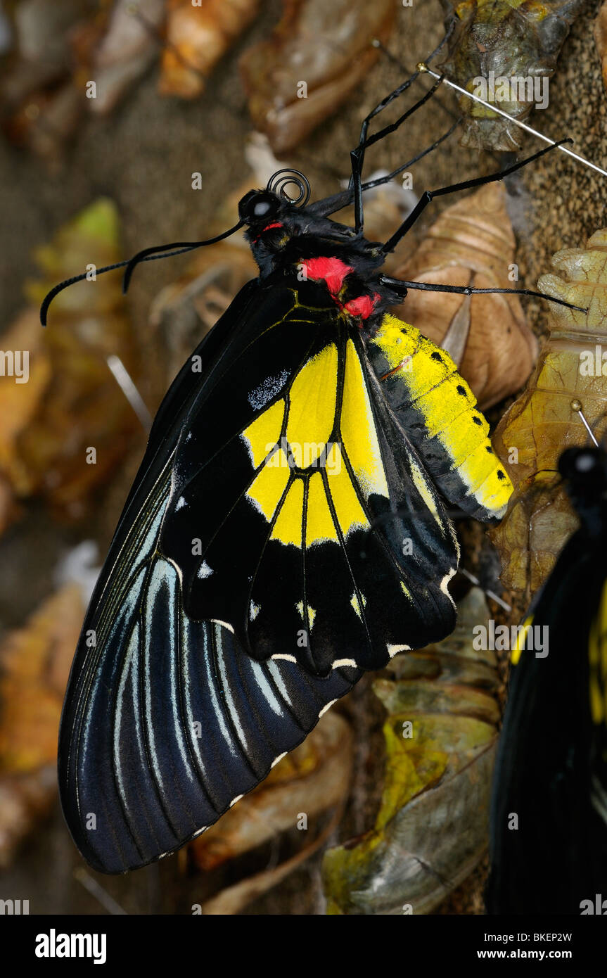 Birdwing butterfly hi-res stock photography and images - Alamy
