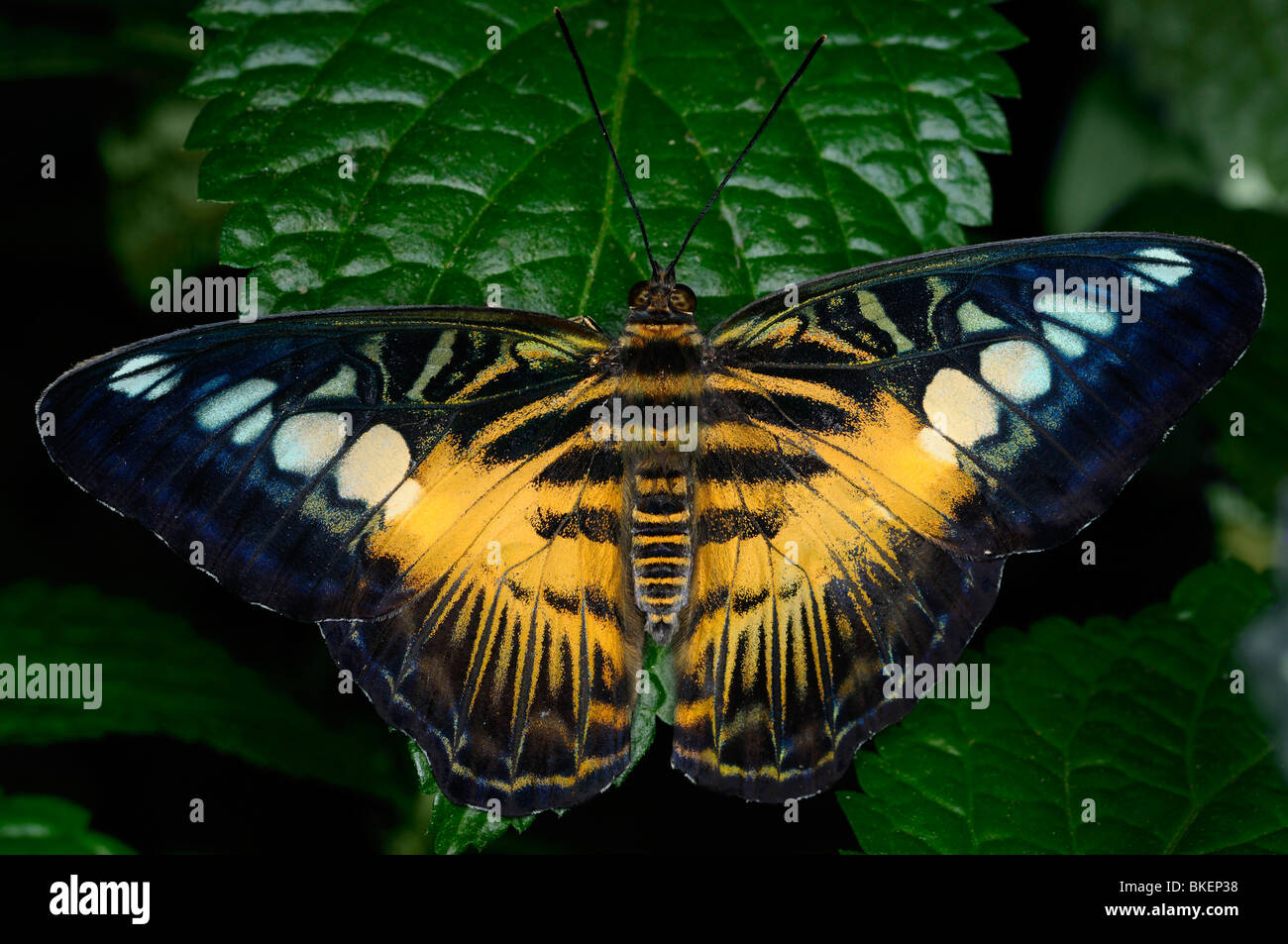 Brown Clipper butterfly insect Parthenos Sylvia on a Purple Porterweed ...