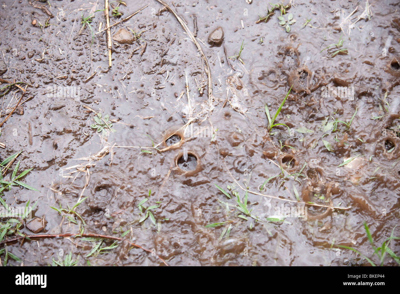 Rain mud puddle Stock Photo - Alamy