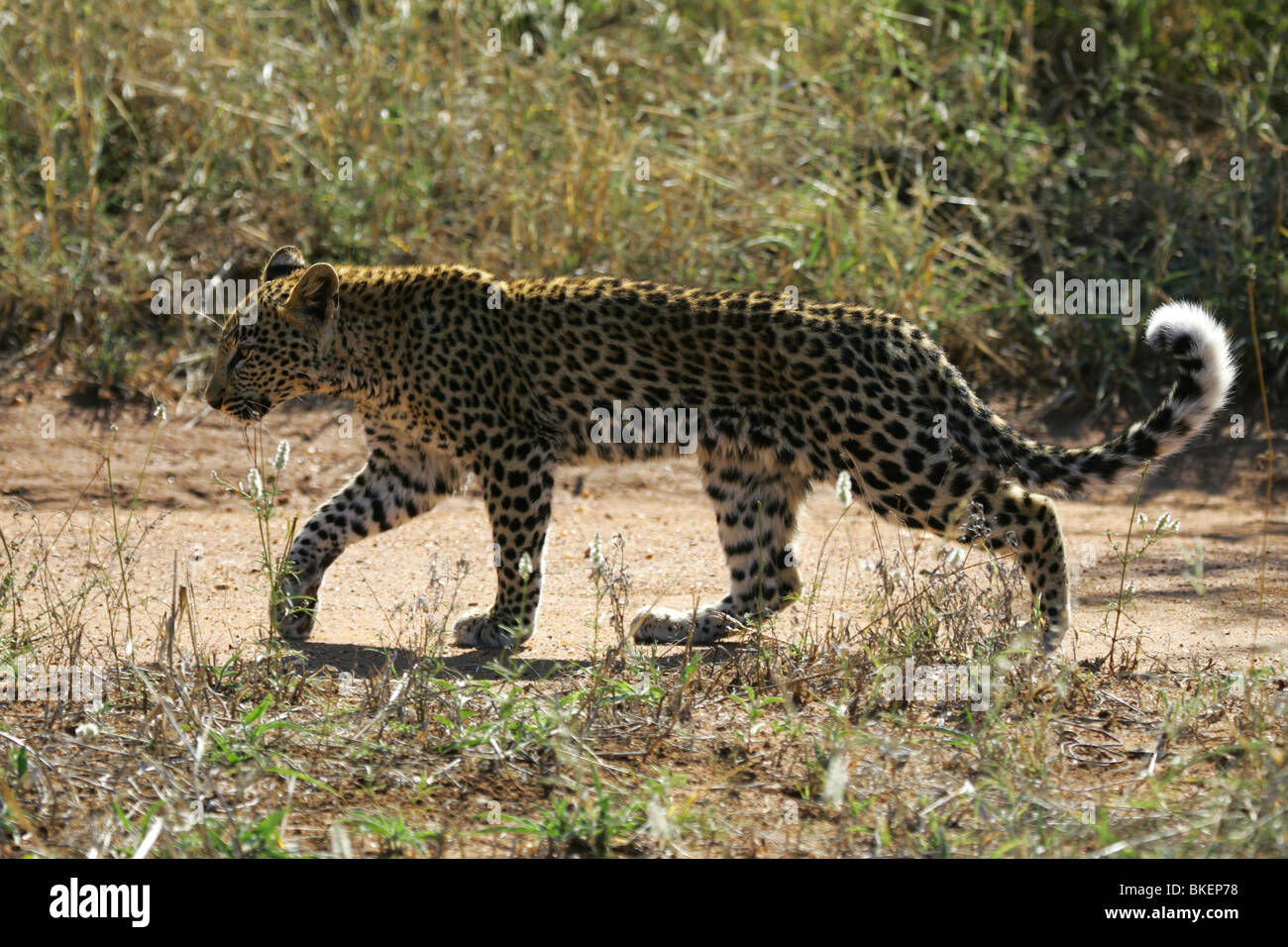 african, leopard, south, africa Stock Photo - Alamy