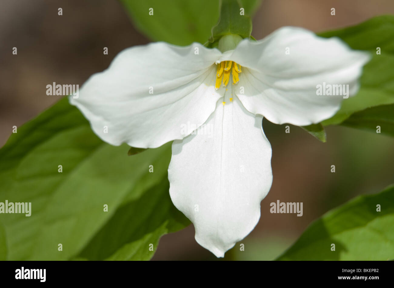 Trillium flower ontario hi-res stock photography and images - Alamy