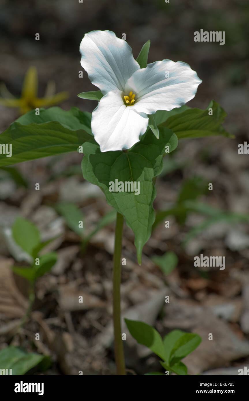 The White Trillium is the official flower of the province of Ontario ...