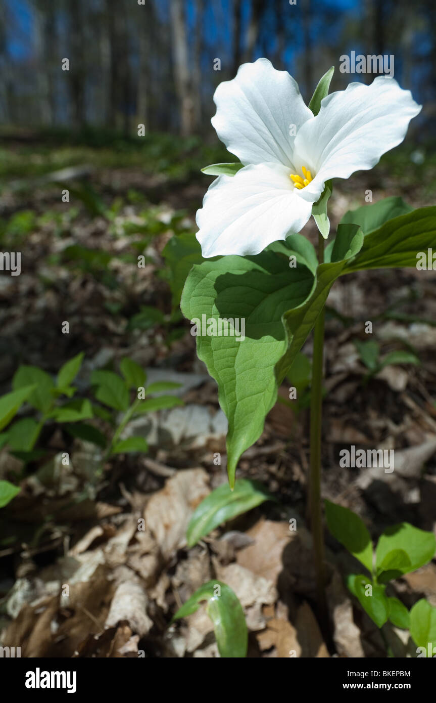 Trillium flower ontario hi-res stock photography and images - Alamy