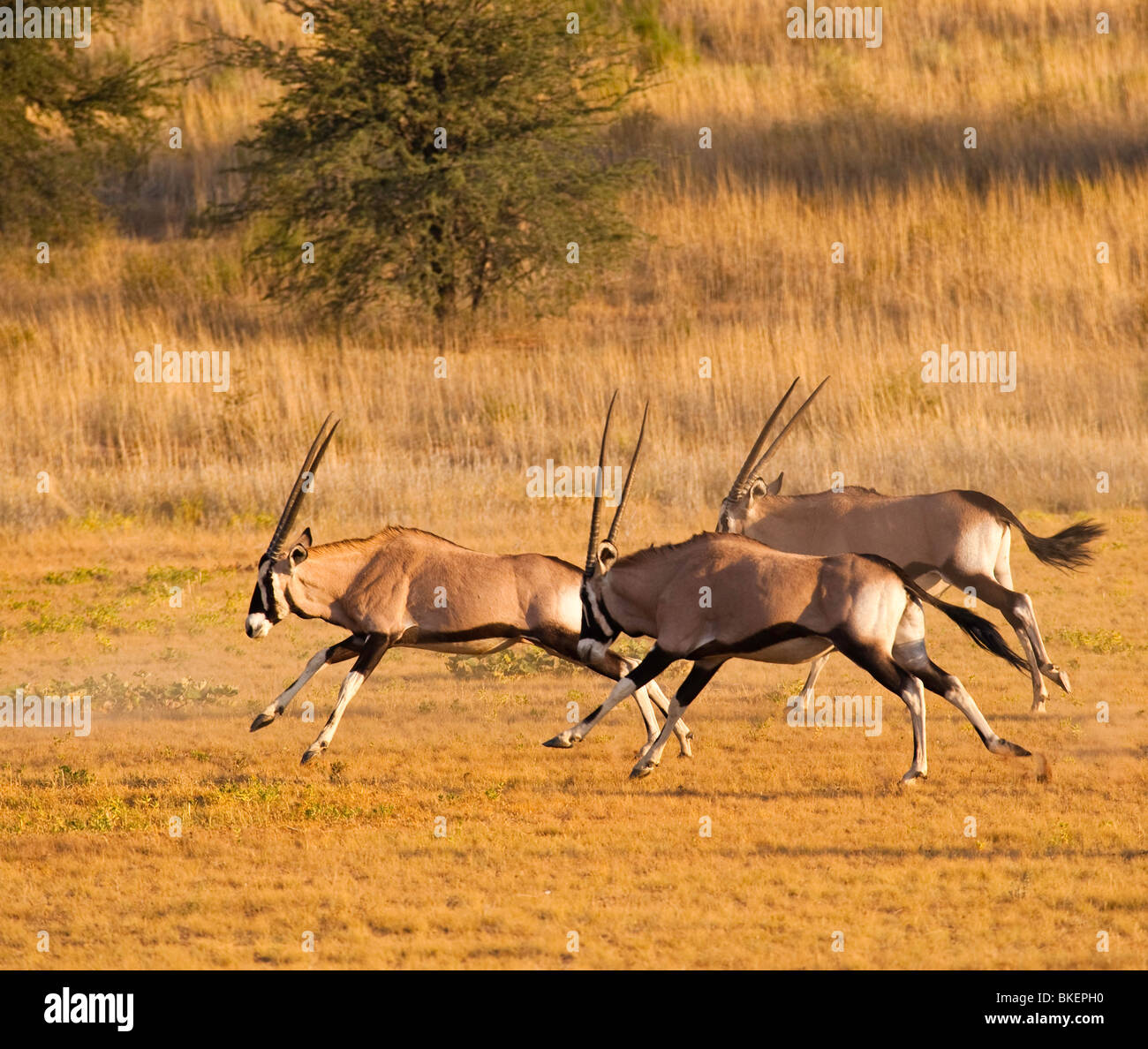 Gemsbok running hi-res stock photography and images - Alamy