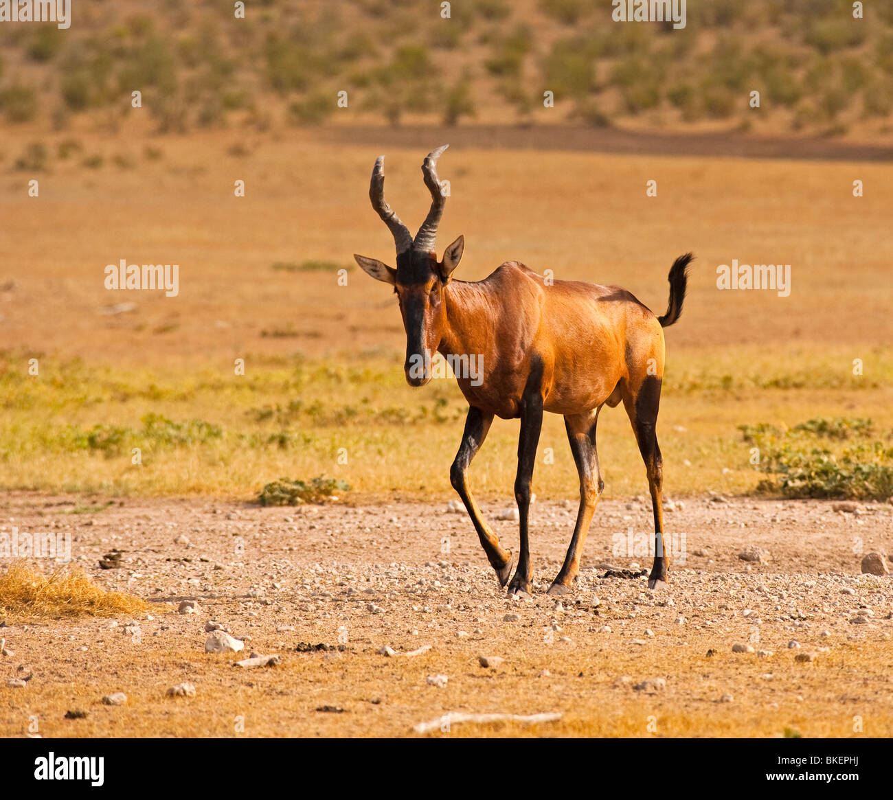 Hartebeest walking hi-res stock photography and images - Alamy