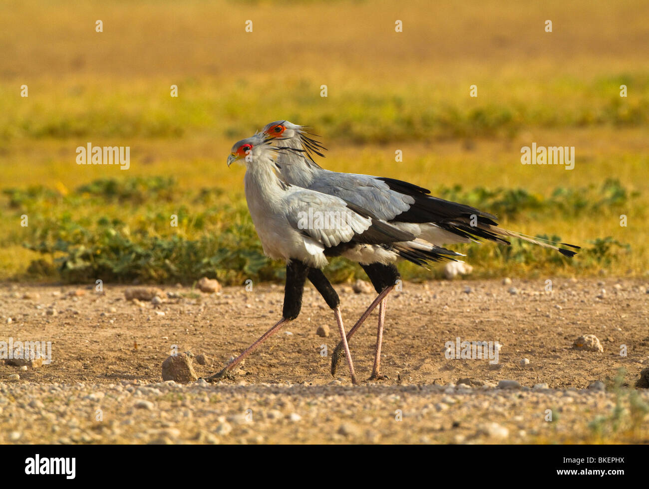 Secretary birds hi-res stock photography and images - Alamy