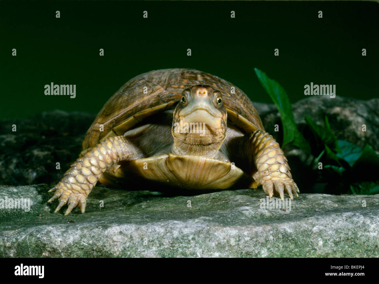 Female box turtle makes eye contact as she walks in garden on stone ...