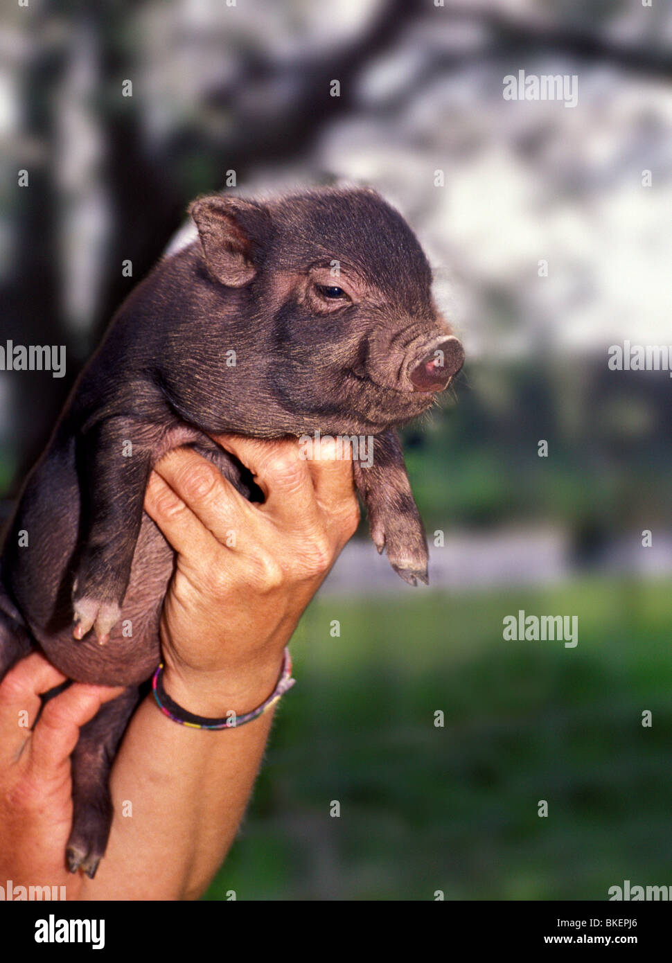 Cute Pot belly piglet being held up to show off by breeder Stock Photo ...