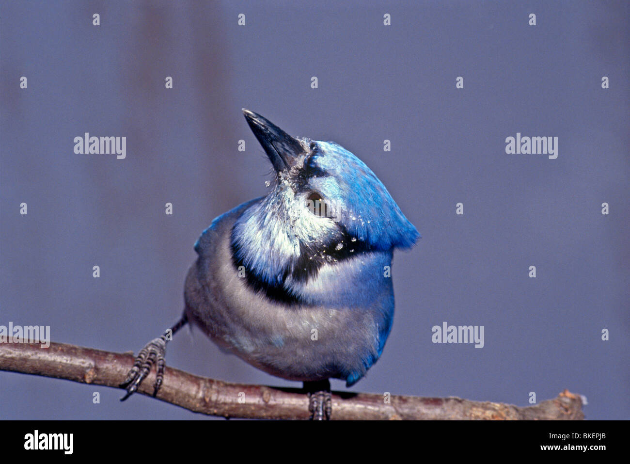 Blue jay feather up close hi-res stock photography and images - Alamy