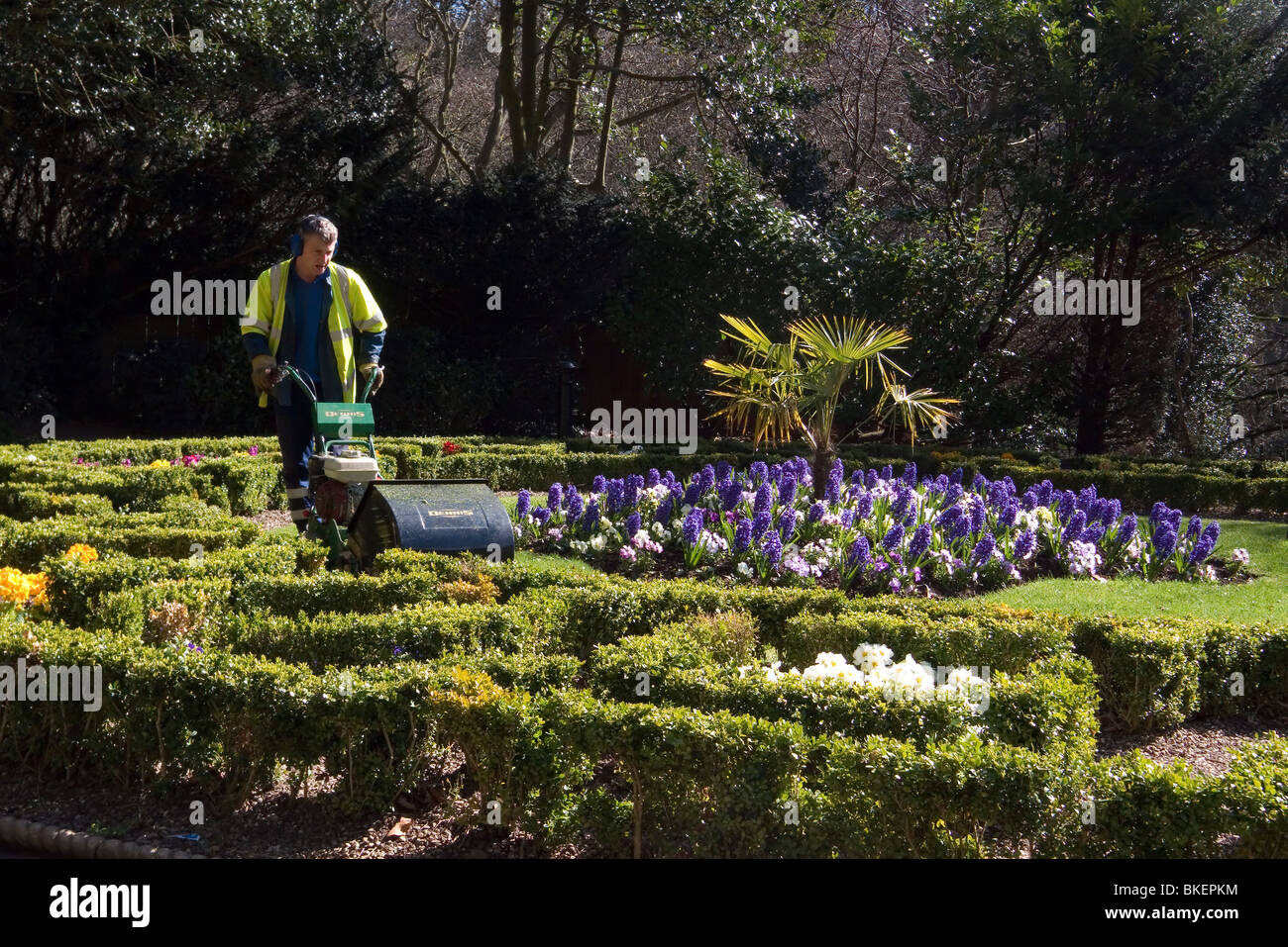 Gardener mowing the grass in an ornamental garden in Saltburn in ...