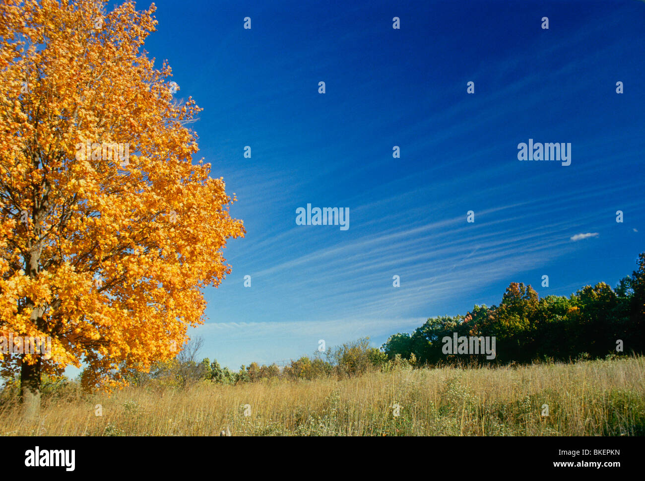 Last day of summer: Yellow orange maple tree in meadow with stunning ...