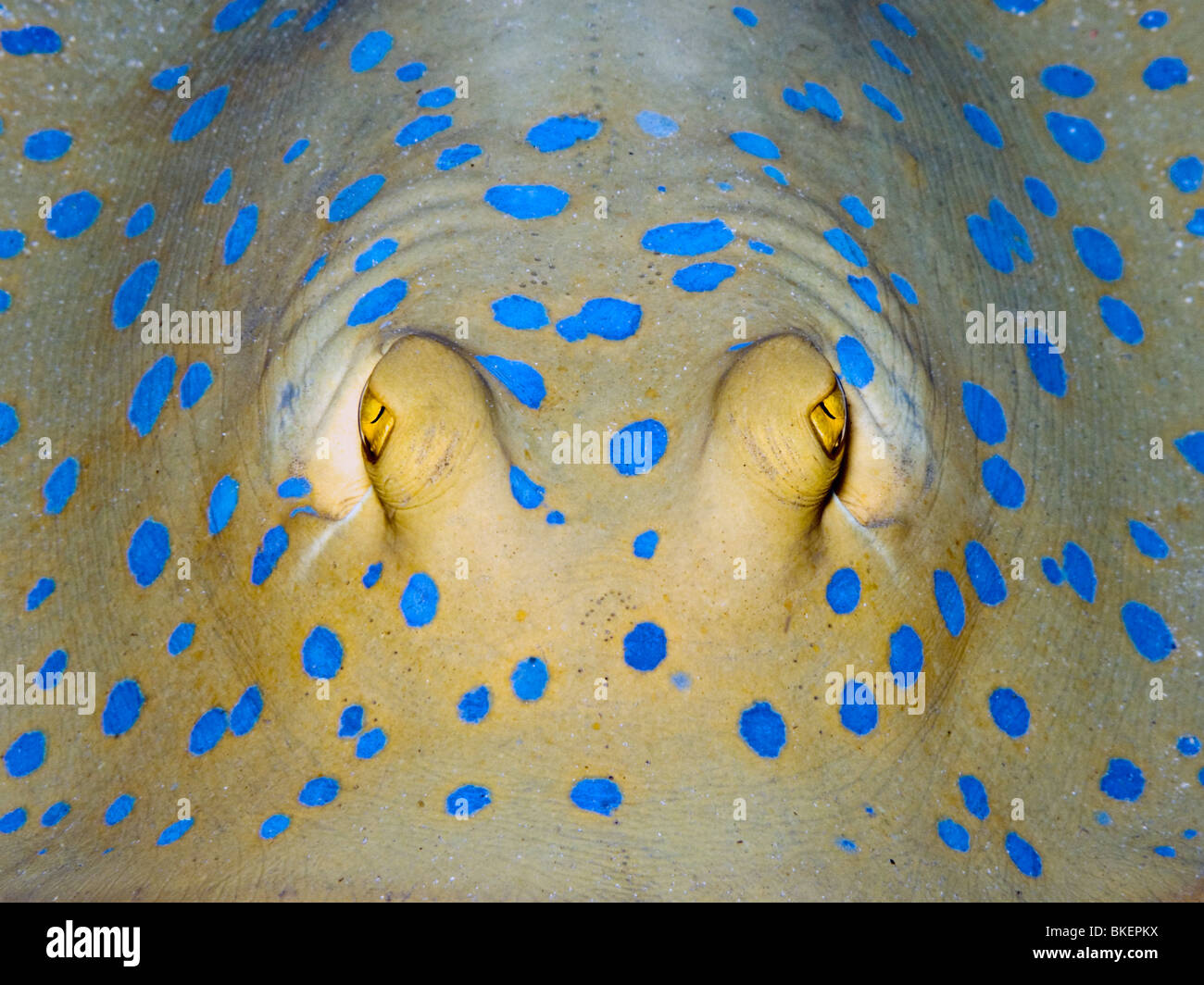 Common skate fish hi-res stock photography and images - Alamy