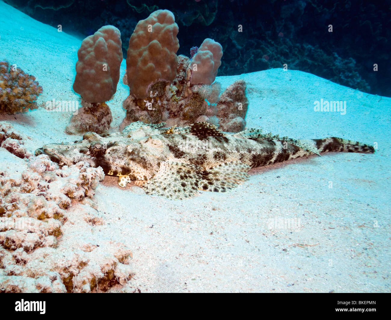 Indian ocean crocodile fish hi-res stock photography and images - Alamy