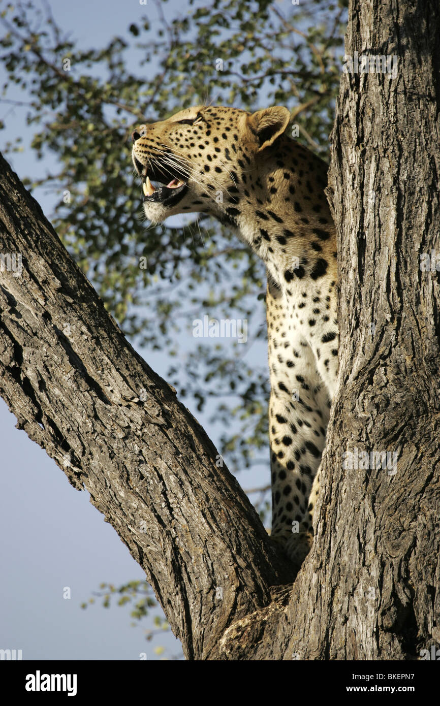 african, leopard, south, africa Stock Photo - Alamy