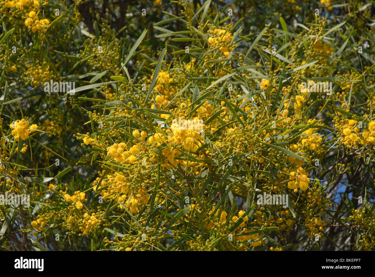 Wattle flower tree hi-res stock photography and images - Alamy