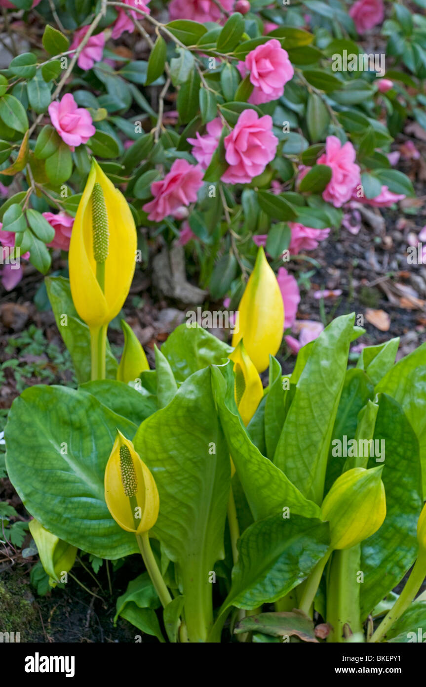 Yellow Skunk Cabbage: Lysichitum americanum. In English garden with ...