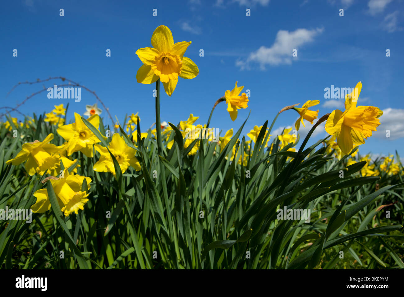 Low angle photograph of Daffodils with clouds Stock Photo - Alamy